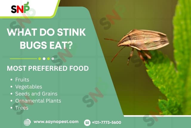 What Do Stink Bugs Eat? A Complete Guide - Say no pest